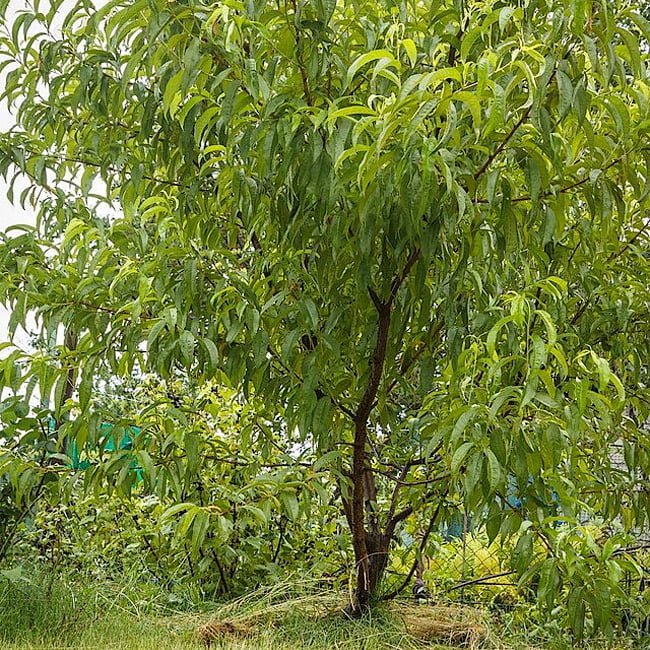 Nectarine Sundowner Fruit Trees - Buy Now! – Ladybird Nursery