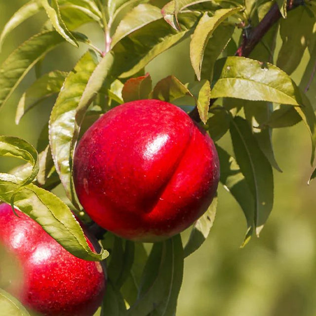 Nectarine Sunwright Fruit Tree – Buy Now! – Ladybird Nursery