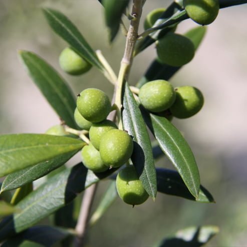 Dwarf Olive 'Garden Harvest' Fruit Tree – Buy Now! – Ladybird Nursery