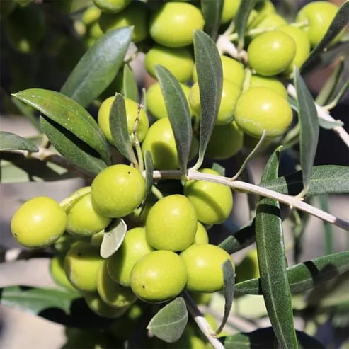 Dwarf Olive 'Garden Harvest' Fruit Tree – Buy Now! – Ladybird Nursery