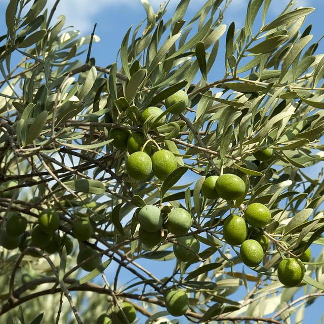 Olive 'Saint Helena' Fruit Tree – Buy Now! – Ladybird Nursery