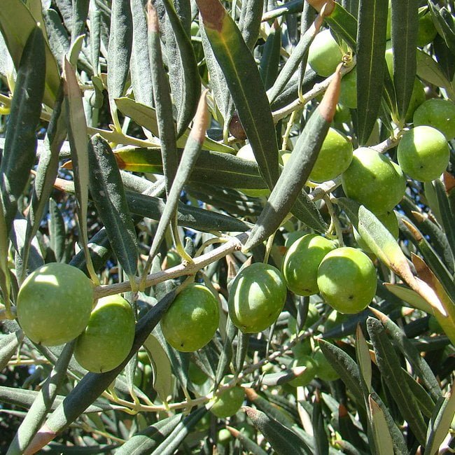 Olive 'Saint Helena' Fruit Tree – Buy Now! – Ladybird Nursery