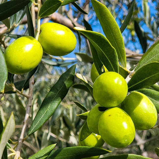 Olive 'Saint Helena' Fruit Tree – Buy Now! – Ladybird Nursery