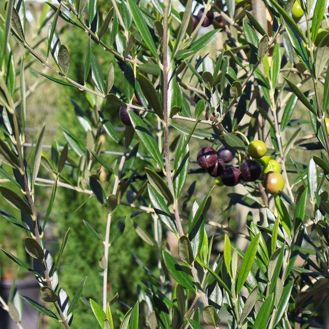 Olive ‘Manzanillo’ (Olea europaea) 45Lt Fruit Tree – Buy Now ...