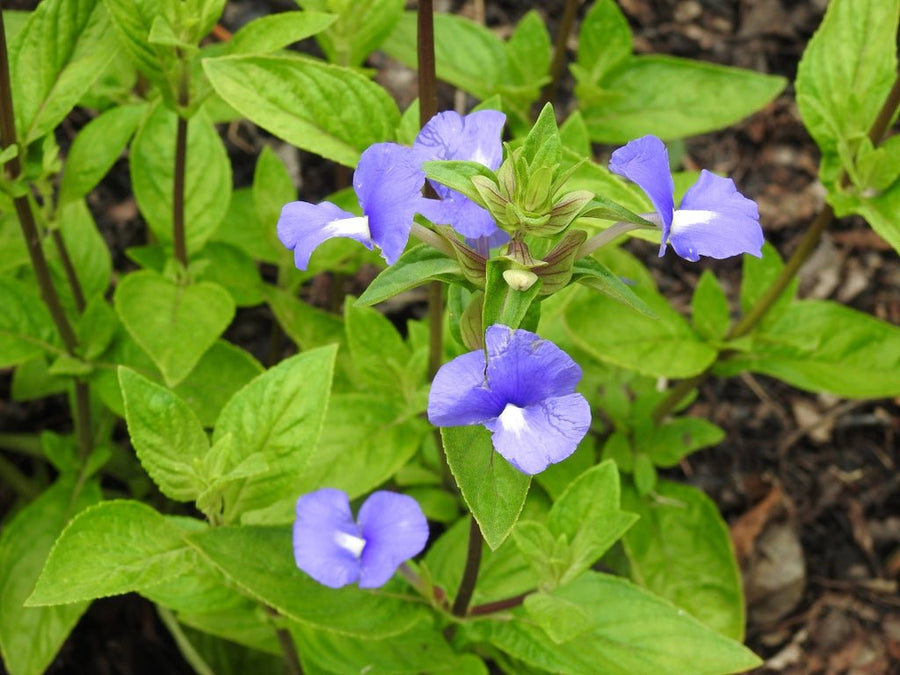 Brazilian Snapdragon Little Boy Blue™ Plant – Buy Now! – Ladybird Nursery