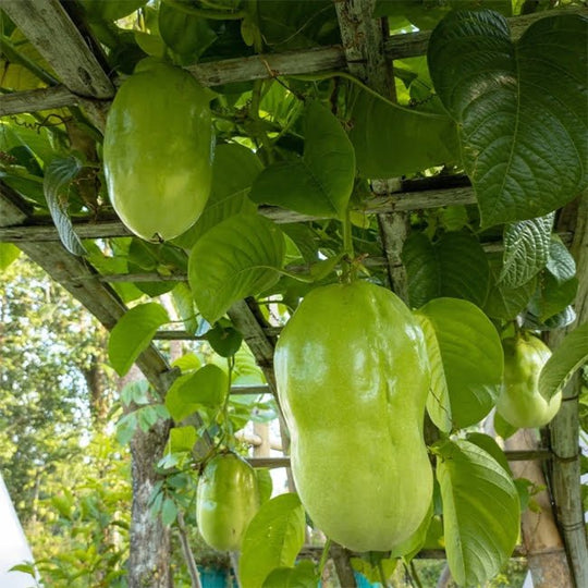 Passion Fruit Giant Granadilla Fruit Tree – Buy Now! – Ladybird Nursery