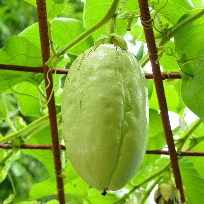 Passion Fruit Giant Granadilla Fruit Tree – Buy Now! – Ladybird Nursery