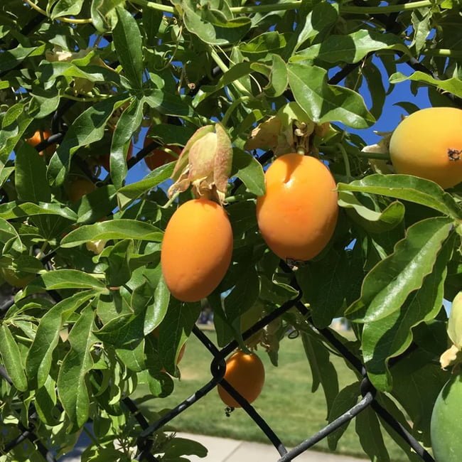 Golden Nugget Passion Fruit – Buy Now! – Ladybird Nursery