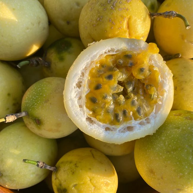 Inca Gold Passion Fruit – Buy Now! – Ladybird Nursery