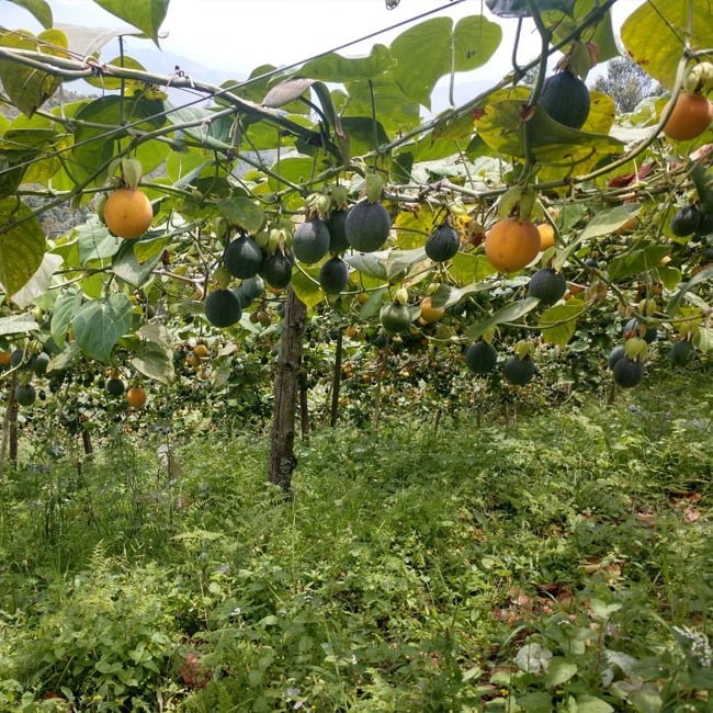 Sweet Granadilla Passion Fruit – Buy Now! – Ladybird Nursery