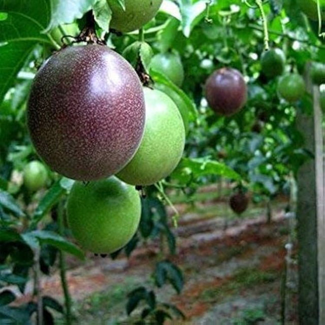 Passionfruit Misty Gem Fruit Tree – Buy Now! – Ladybird Nursery
