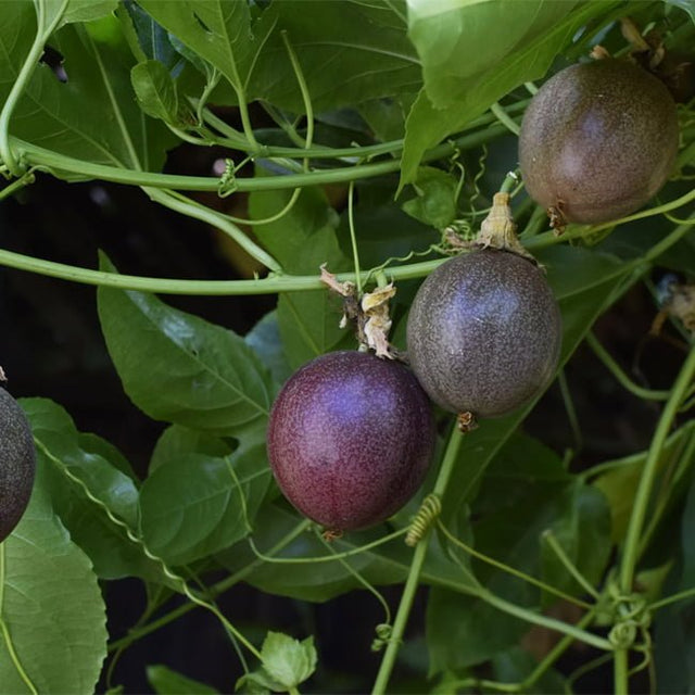 Passionfruit Misty Gem Fruit Tree – Buy Now! – Ladybird Nursery