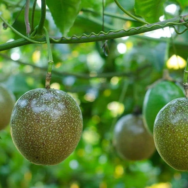 Passionfruit Sunshine Splash Fruit Tree – Buy Now! – Ladybird Nursery