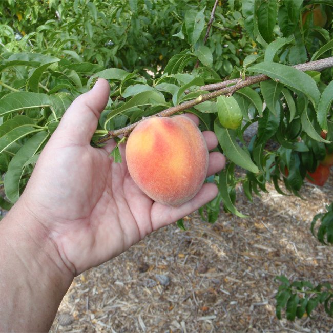 Peach Early Beauty Fruit Tree – Buy Now! – Ladybird Nursery