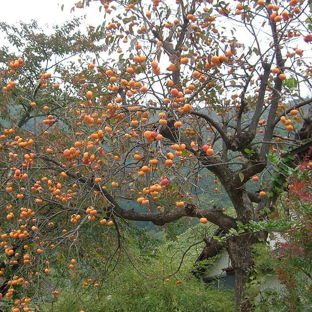 Persimmon 'Dai Dai Maru' Fruit Tree – Buy Now! – Ladybird Nursery