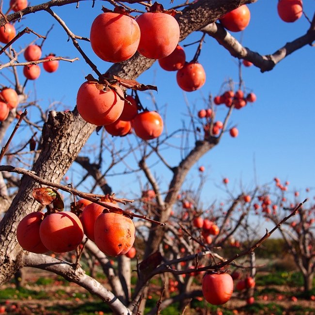Persimmon – Ladybird Nursery
