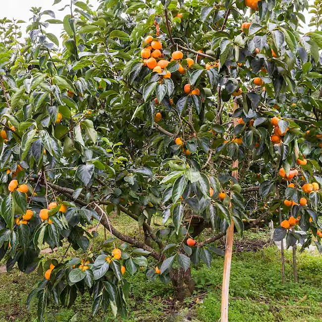 Nightingale Astringent Persimmon Fruit Tree – Buy Now! – Ladybird Nursery