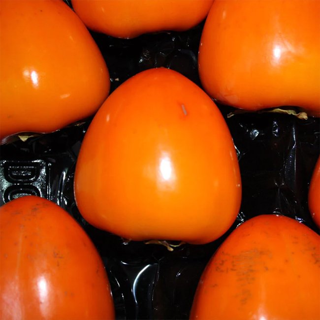Nightingale Astringent Persimmon Fruit Tree – Buy Now! – Ladybird Nursery