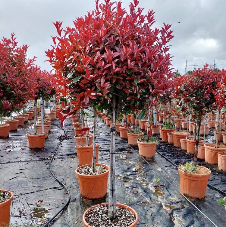 Photinia (Photinia robusta) Plant – Buy Now! – Ladybird Nursery