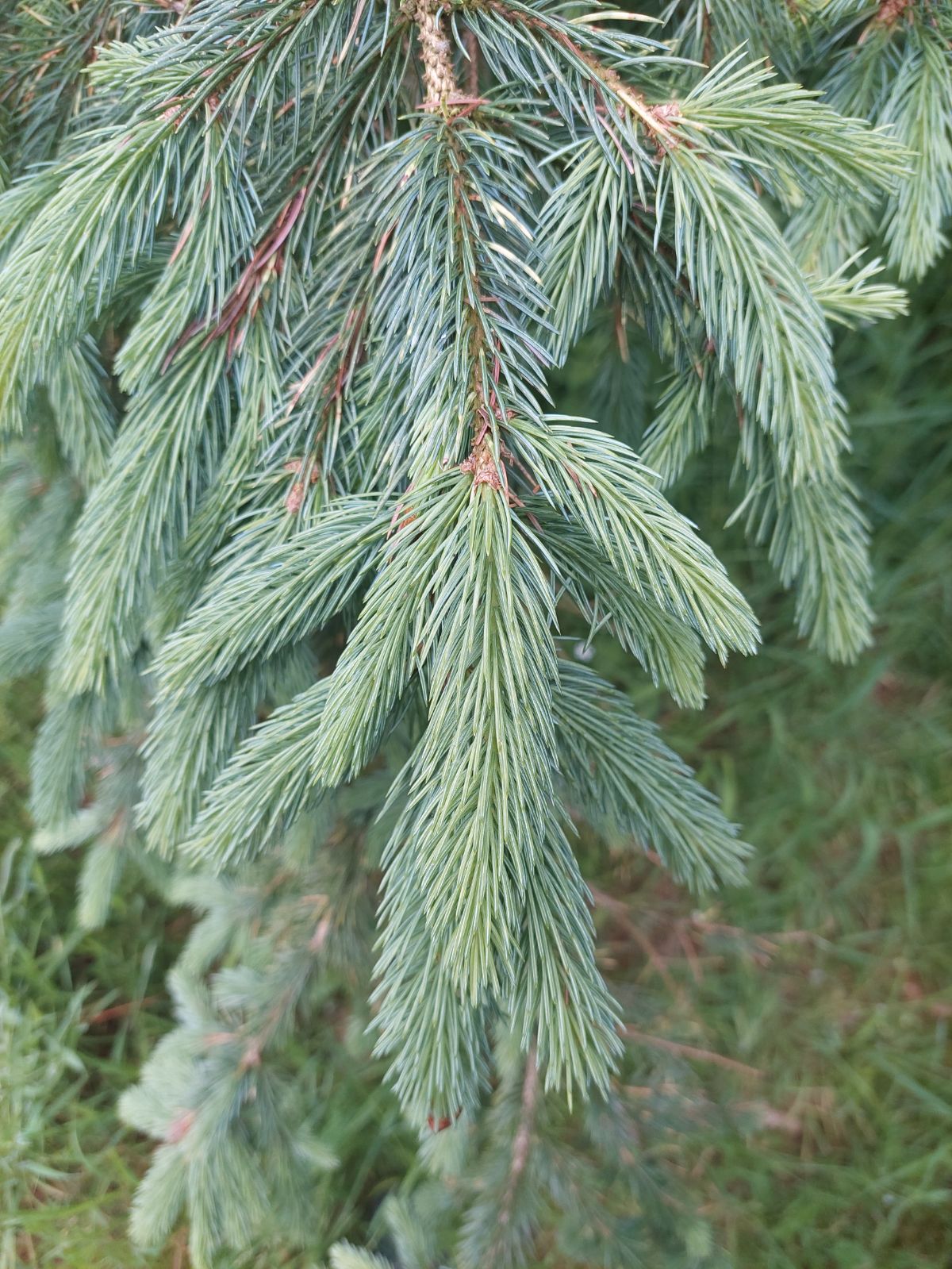 Engelmann Spruce Glauca Plant – Buy Now! – Ladybird Nursery