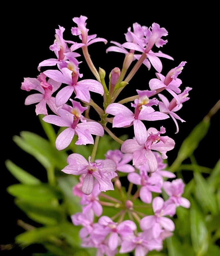 Crucifix Orchid Pink (Epidendrum ibaguense) – Buy Now! – Ladybird Nursery