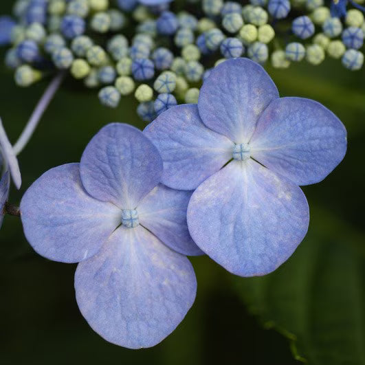 Hydrangea Oriental Lace Plant – Buy Now! – Ladybird Nursery