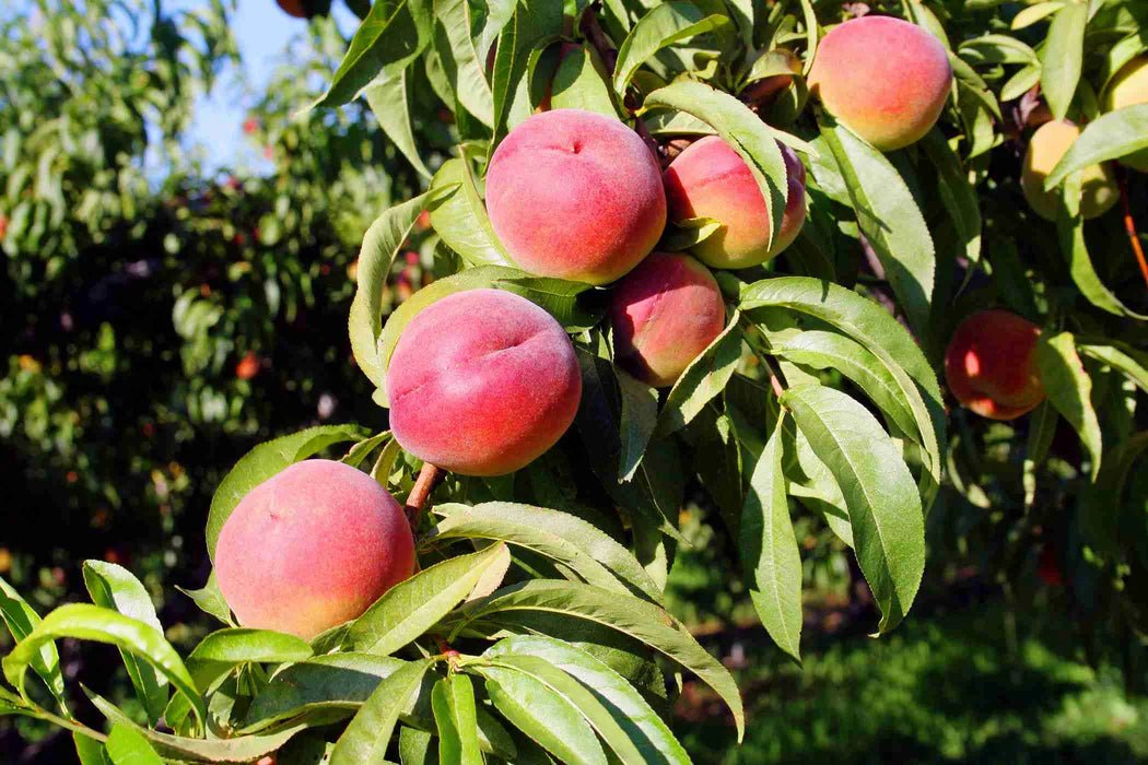 Dwarf Peach 'O'Henry' Fruit Tree – Buy Now! – Ladybird Nursery
