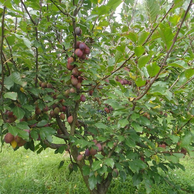 Dwarf Plum 'A-Okay™' Fruit Tree – Buy Now! – Ladybird Nursery