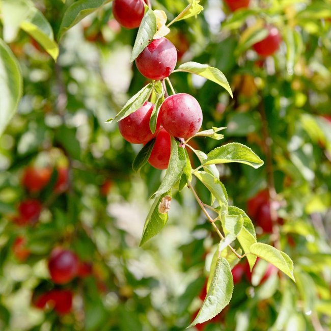 Plum Cherry Plum 8-1 Fruit Tree – Buy Now! – Ladybird Nursery