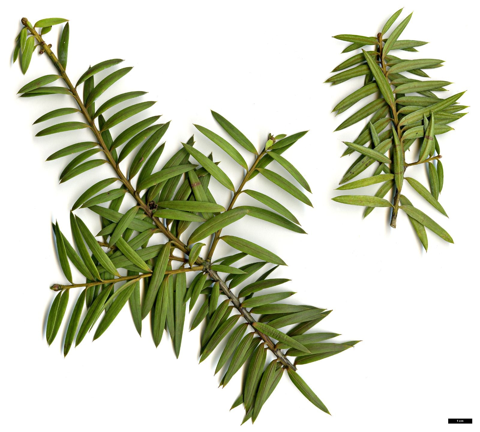 Totara (Podocarpus totara) Plant – Buy Now! – Ladybird Nursery