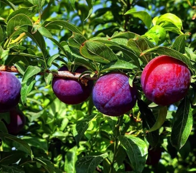 Primetime Plum Fruit Tree – Buy Now! – Ladybird Nursery