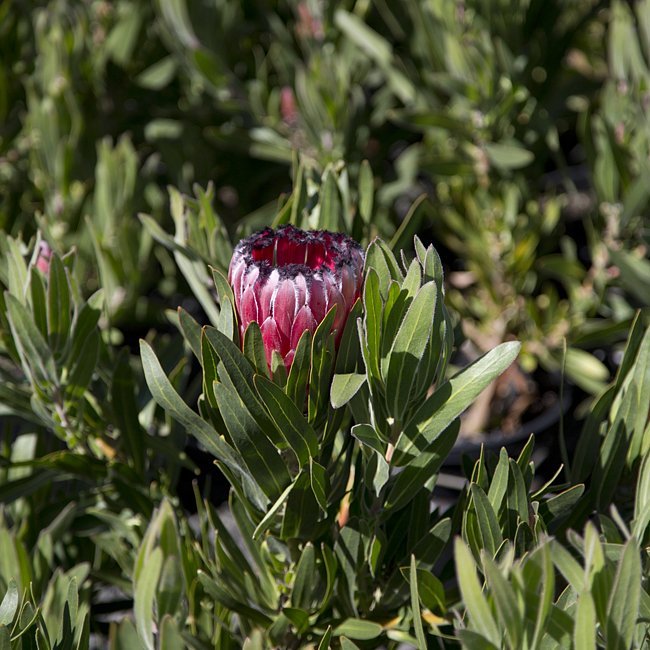 Protea 'Australis Ruby' Plant – Buy Now! – Ladybird Nursery
