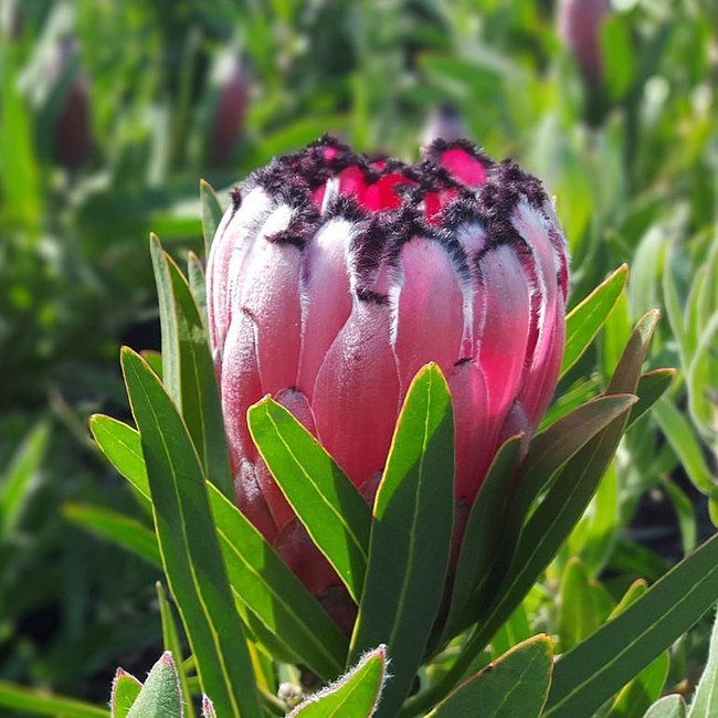 Protea 'Australis Ruby' Plant – Buy Now! – Ladybird Nursery
