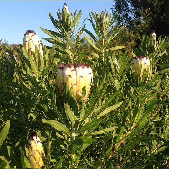 Protea 'Cream Mink' Plant – Buy Now! – Ladybird Nursery