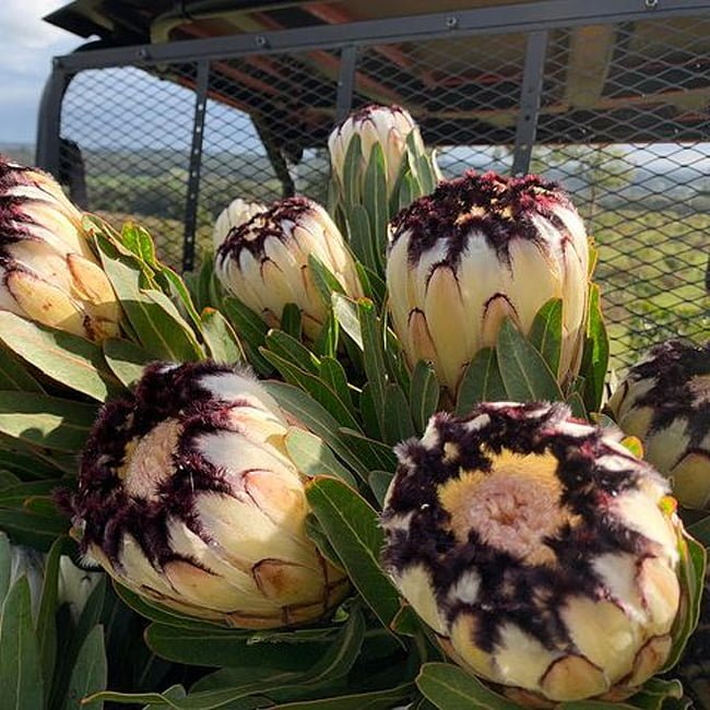 Protea 'Cream Mink' Plant – Buy Now! – Ladybird Nursery