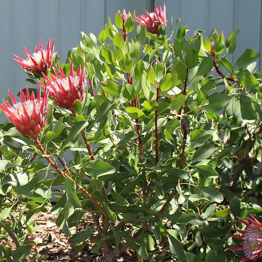 Protea Little Prince Plant – Buy Now! – Ladybird Nursery