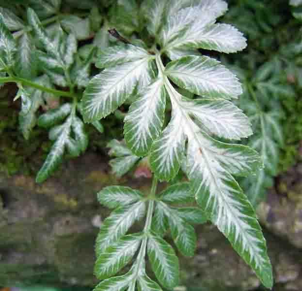 Pteris Victoriae Plant – Buy Now! – Ladybird Nursery