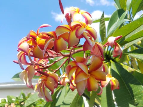 Frangipani Puu Kahea (Plumeria rubra) Plant – Buy Now! – Ladybird Nursery