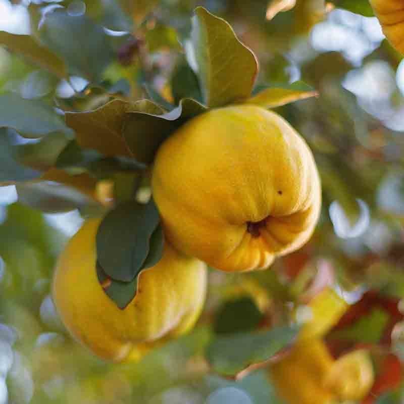 Quince Champion Fruit Tree – Buy Now! – Ladybird Nursery