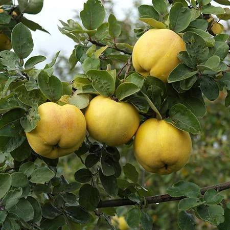 Quince Smyrna Fruit Tree – Buy Now! – Ladybird Nursery