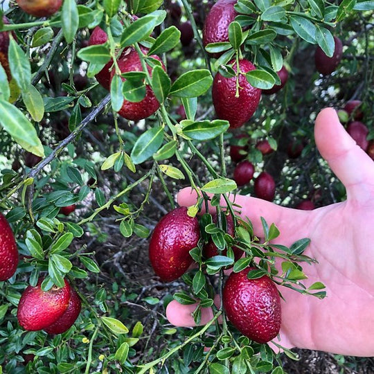 Red Centre Lime Fruit Tree – Buy Now! – Ladybird Nursery