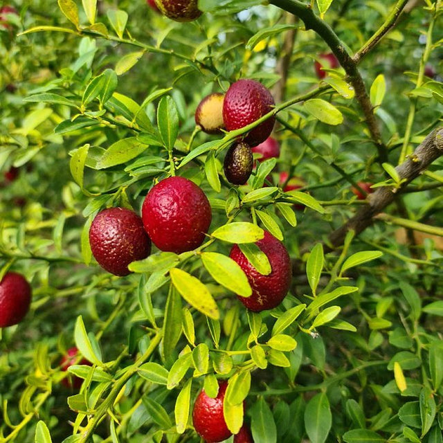 Red Centre Lime Fruit Tree – Buy Now! – Ladybird Nursery