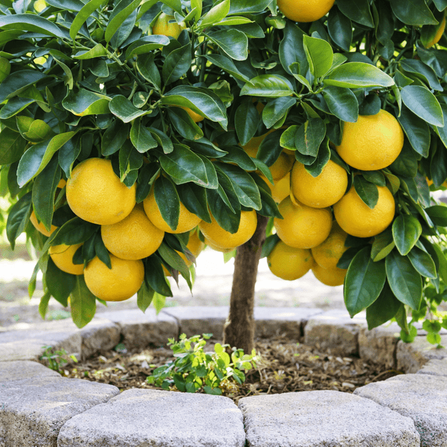 Dwarf Rio Red Grapefruit Fruit Tree – Buy Now! – Ladybird Nursery