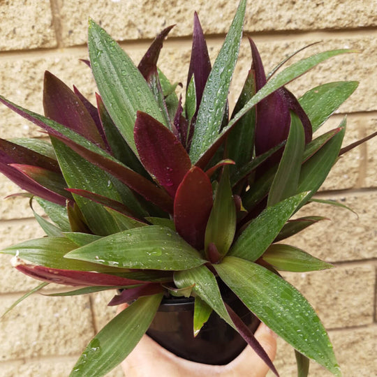 Spiderwort Dwarf Pinky Rhoeo Plant – Buy Now! – Ladybird Nursery