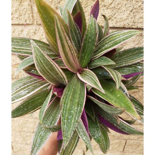 Spiderwort Dwarf Pinky Rhoeo Plant – Buy Now! – Ladybird Nursery