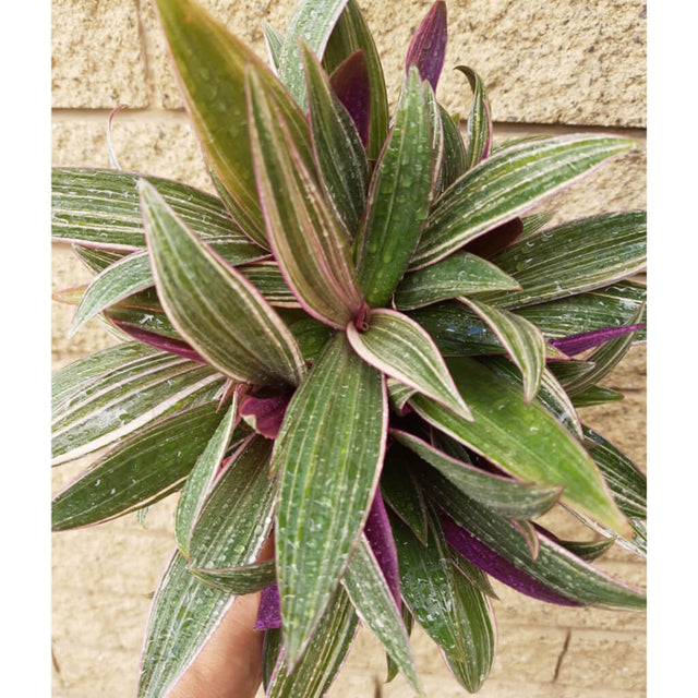 Spiderwort Dwarf Pinky Rhoeo Plant – Buy Now! – Ladybird Nursery