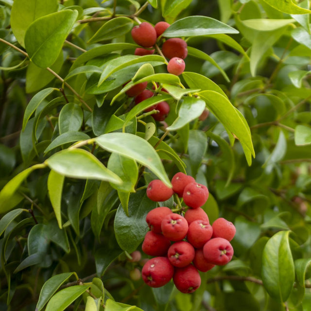 Riberry Lulu Plant – Buy Now! – Ladybird Nursery