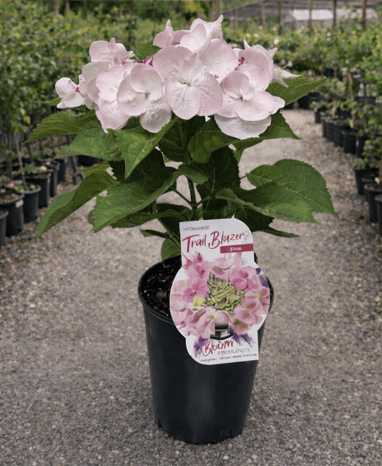 Hydrangea Trail Blazer Plant – Buy Now! – Ladybird Nursery