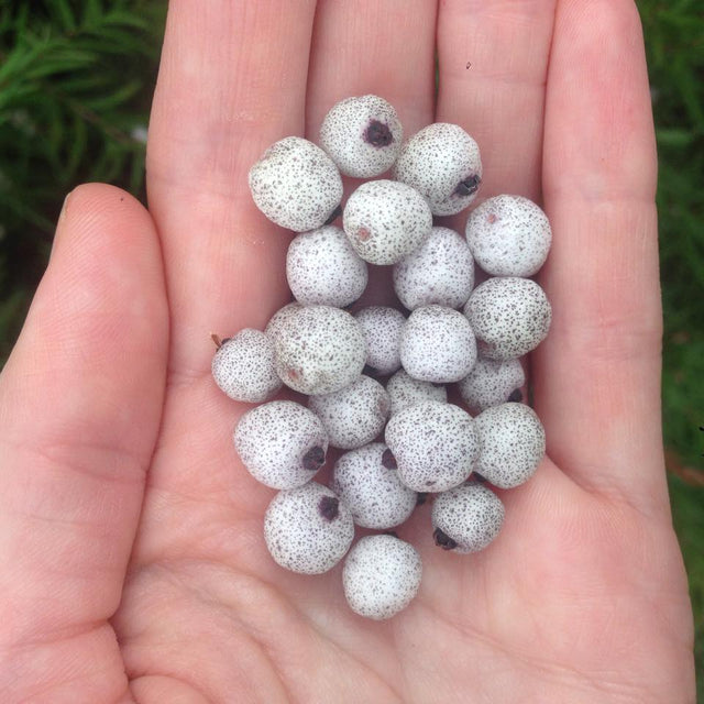 Midyim Berry 'Blush' Fruit Tree – Buy Now! – Ladybird Nursery