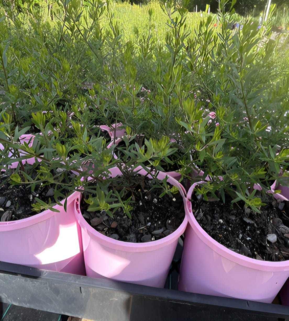 Westringia 'Mauve Skies' – Ladybird Nursery